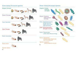 UNIT I-CLASSIFICATION OF MICROORGANISMS. | PDF