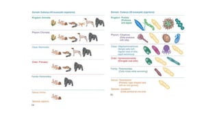 classification of microorganisms Microbiology | PDF