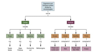 LECTURE NOTE ON CLASSIFICATION OF MICROORGANISMS.pptx | Biological Sciences | Science