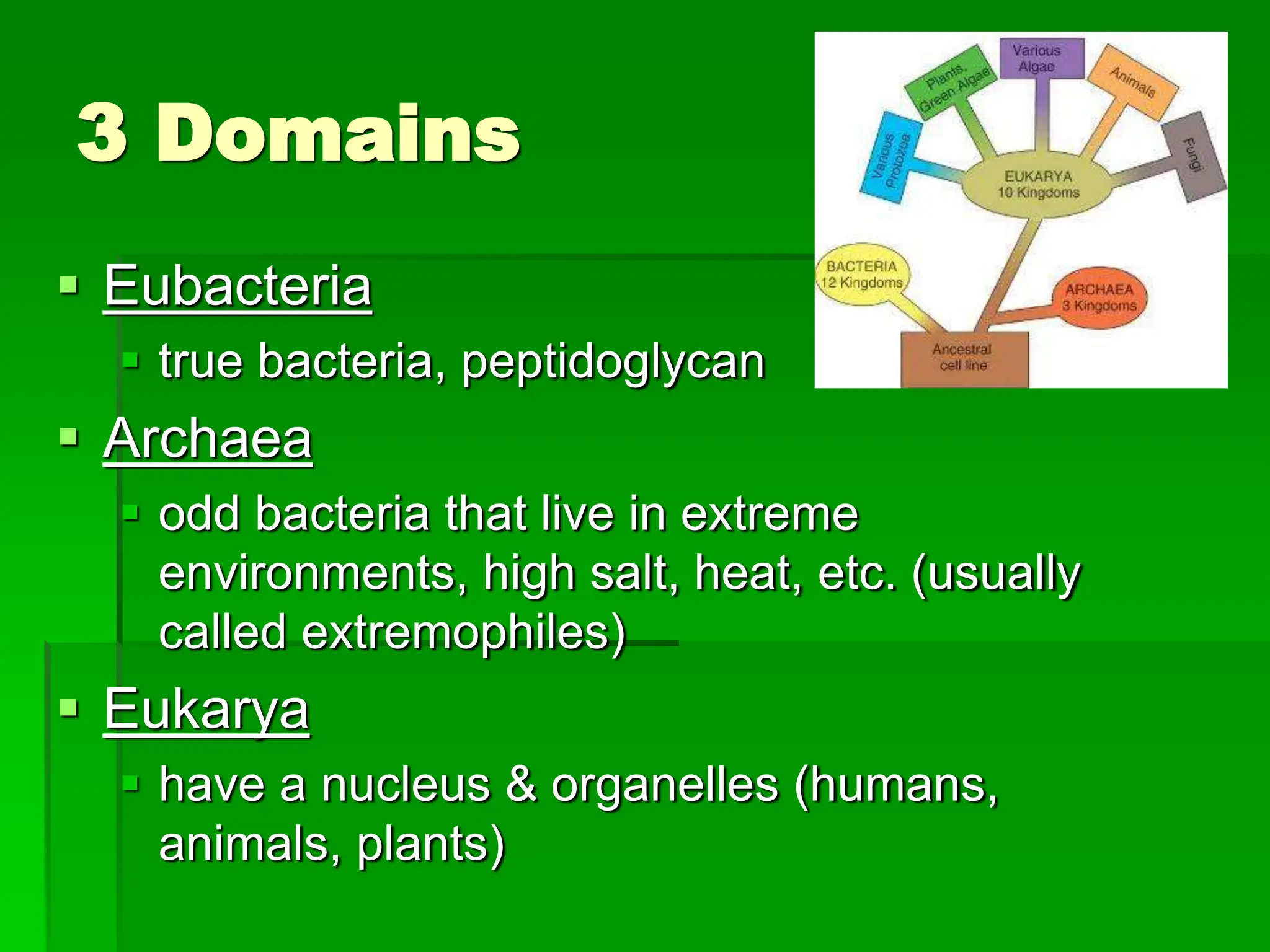 Classification of Microorganisms/ different types | PPT