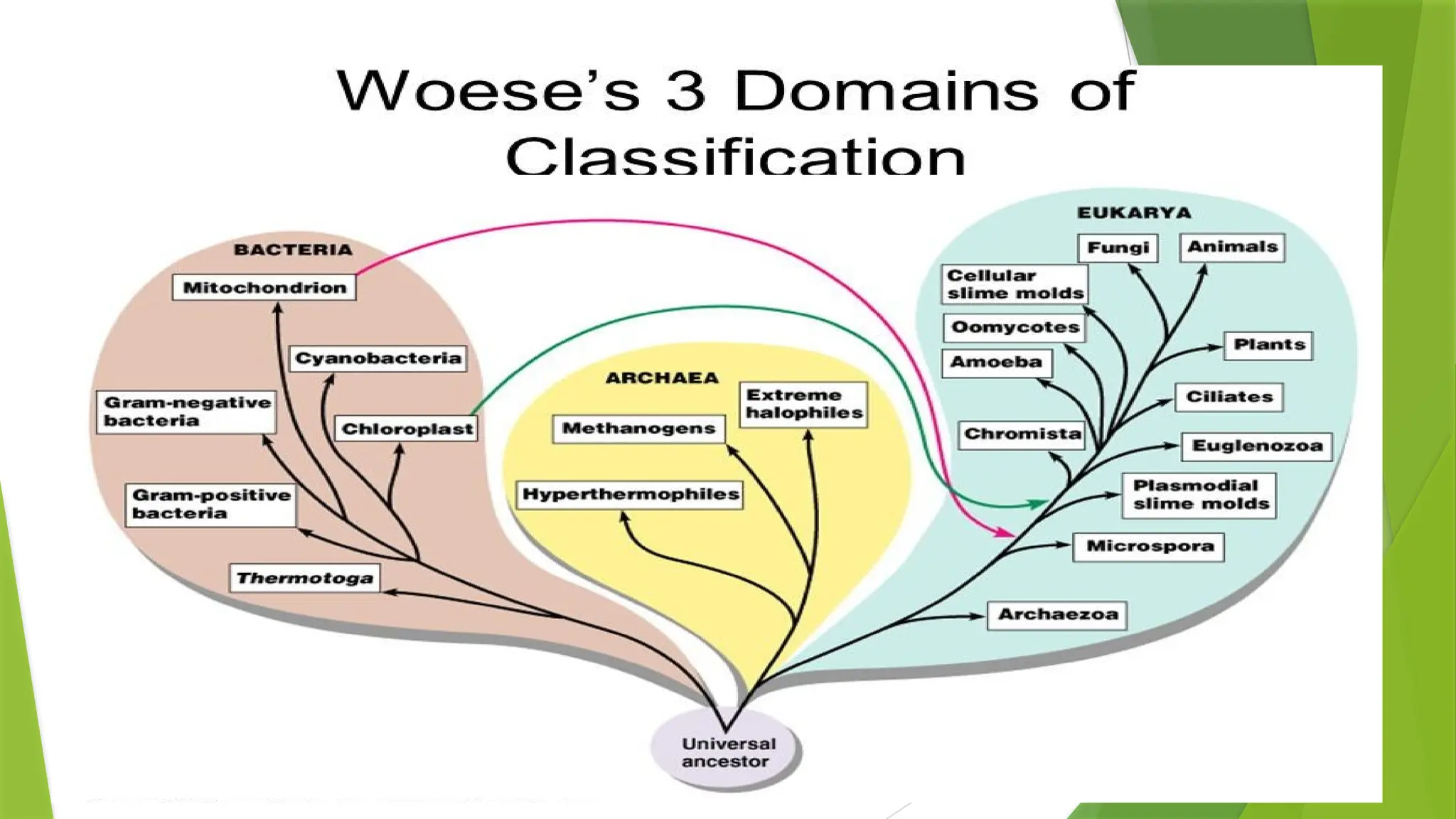 classification of microorganisms by spoorthi s sadar.pptx