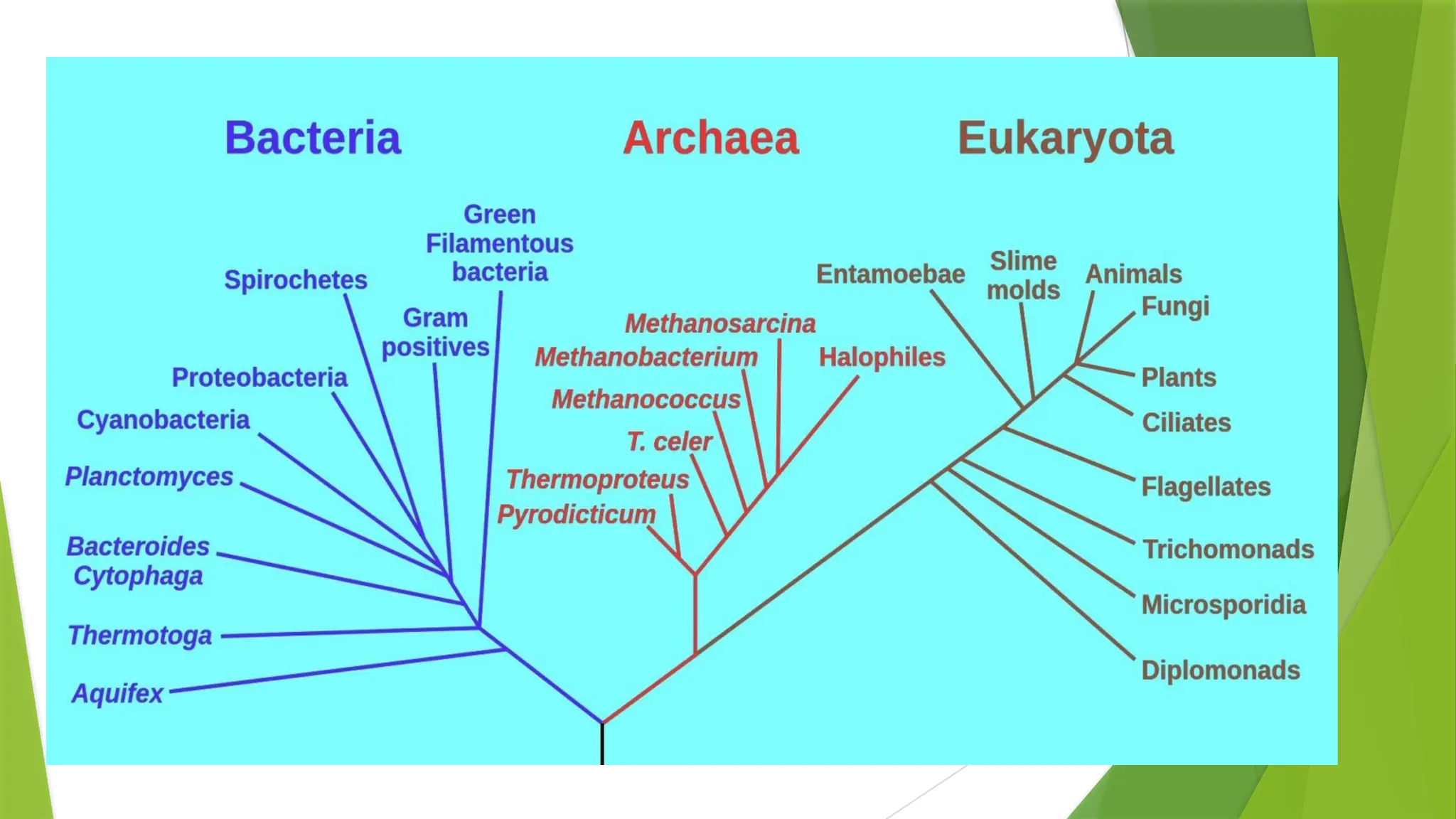 classification of microorganisms by spoorthi s sadar.pptx