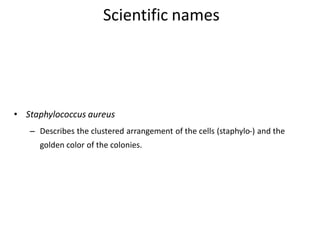 ppt Classification of Microorganisms.pdf