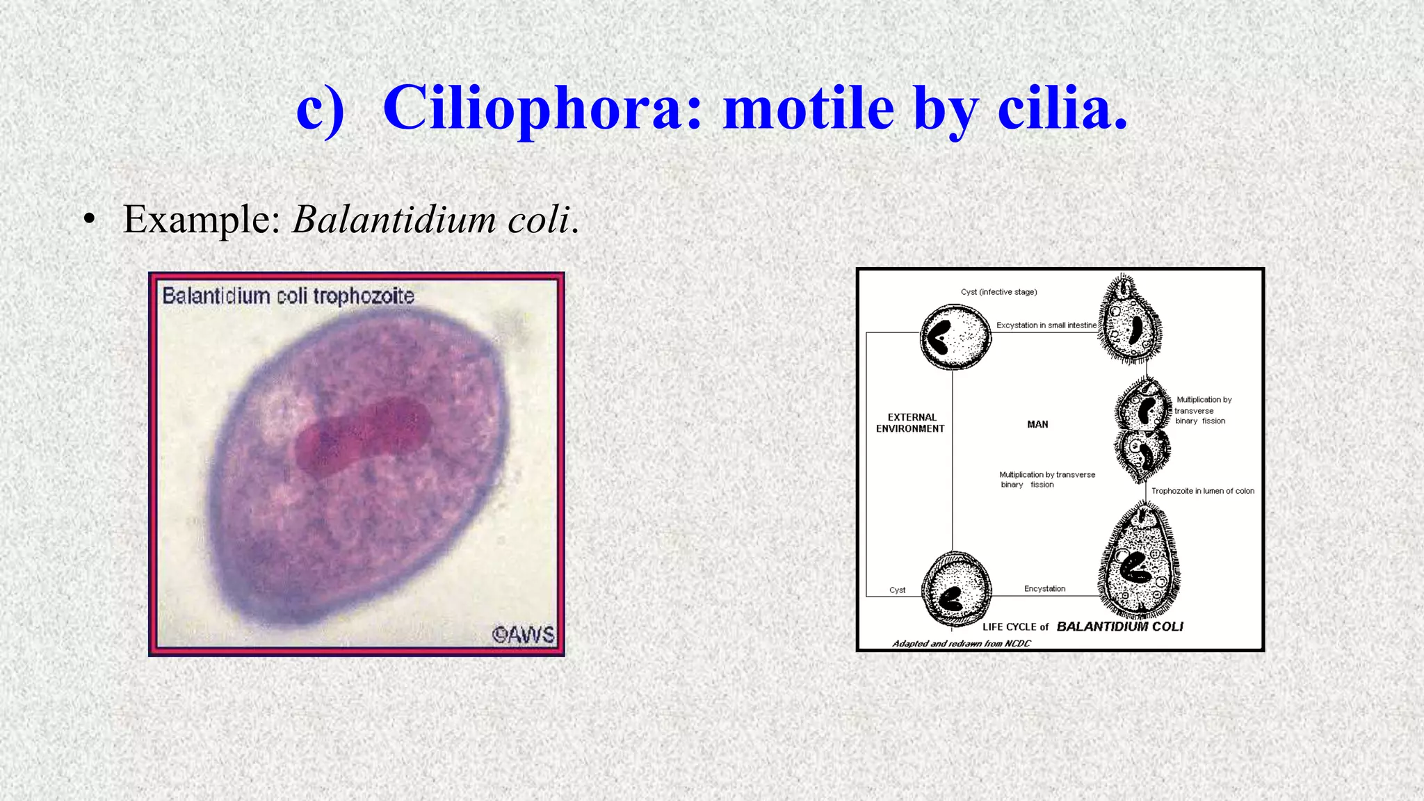 Classification Of Microorganisms 2019 Pptx