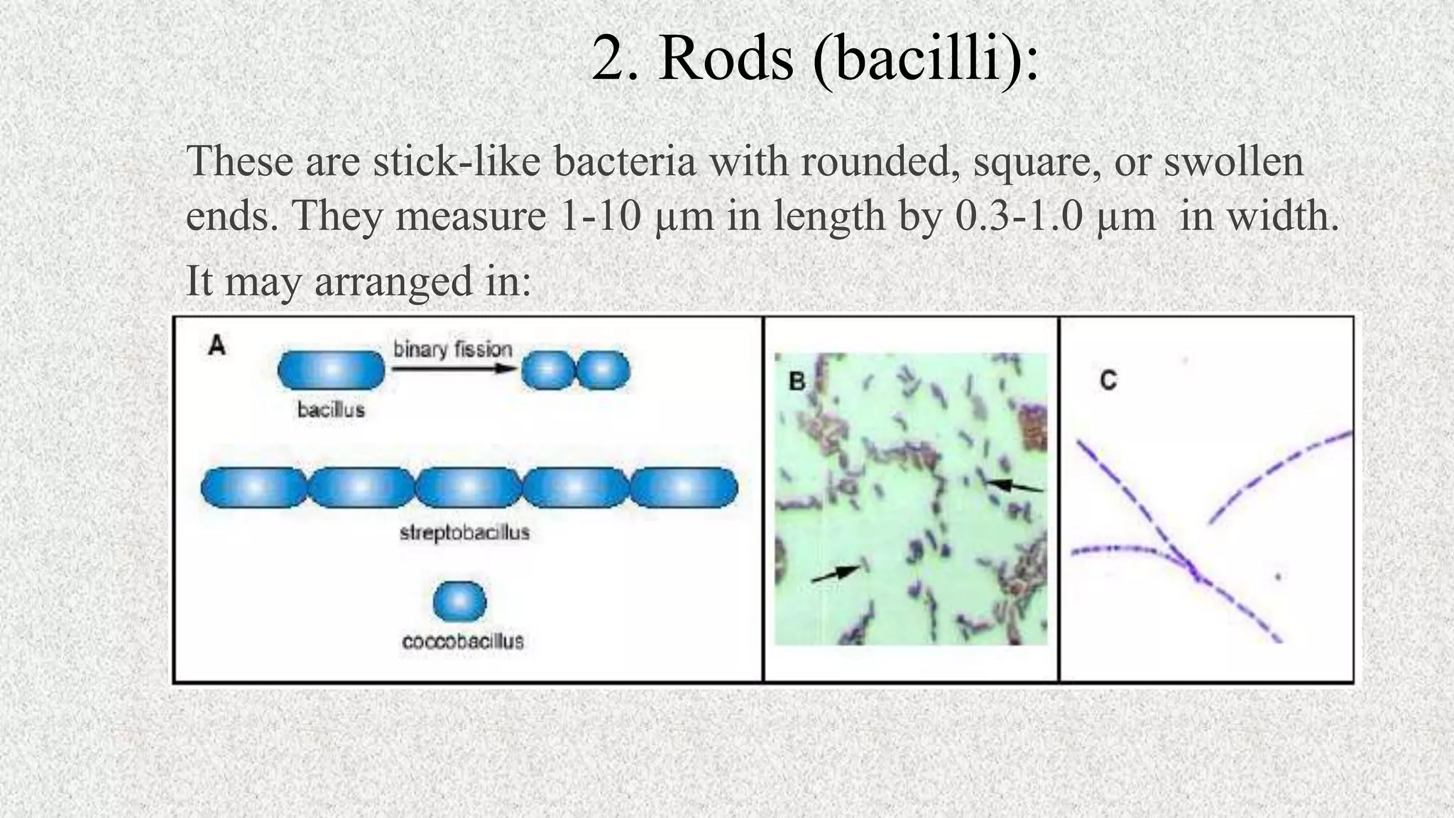Classification Of Microorganisms 2019 Pptx