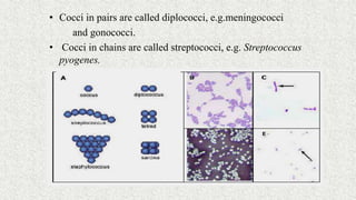 Classification of Microorganisms 2019.pptx