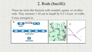 Classification of Microorganisms 2019.pptx
