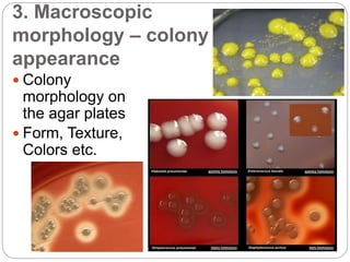 Classification of microorganisms | PPTX