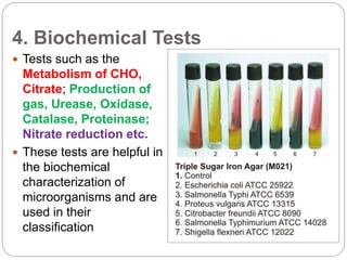 Classification of microorganisms | PPTX
