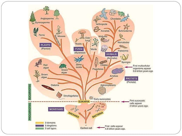 Classification of microorganisms | PPTX