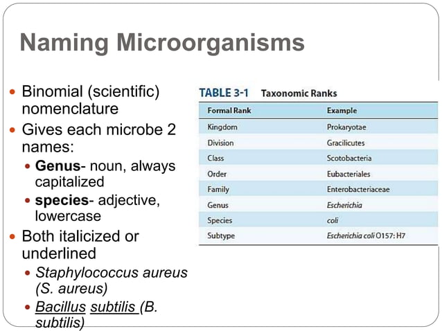 Classification of microorganisms | PPTX