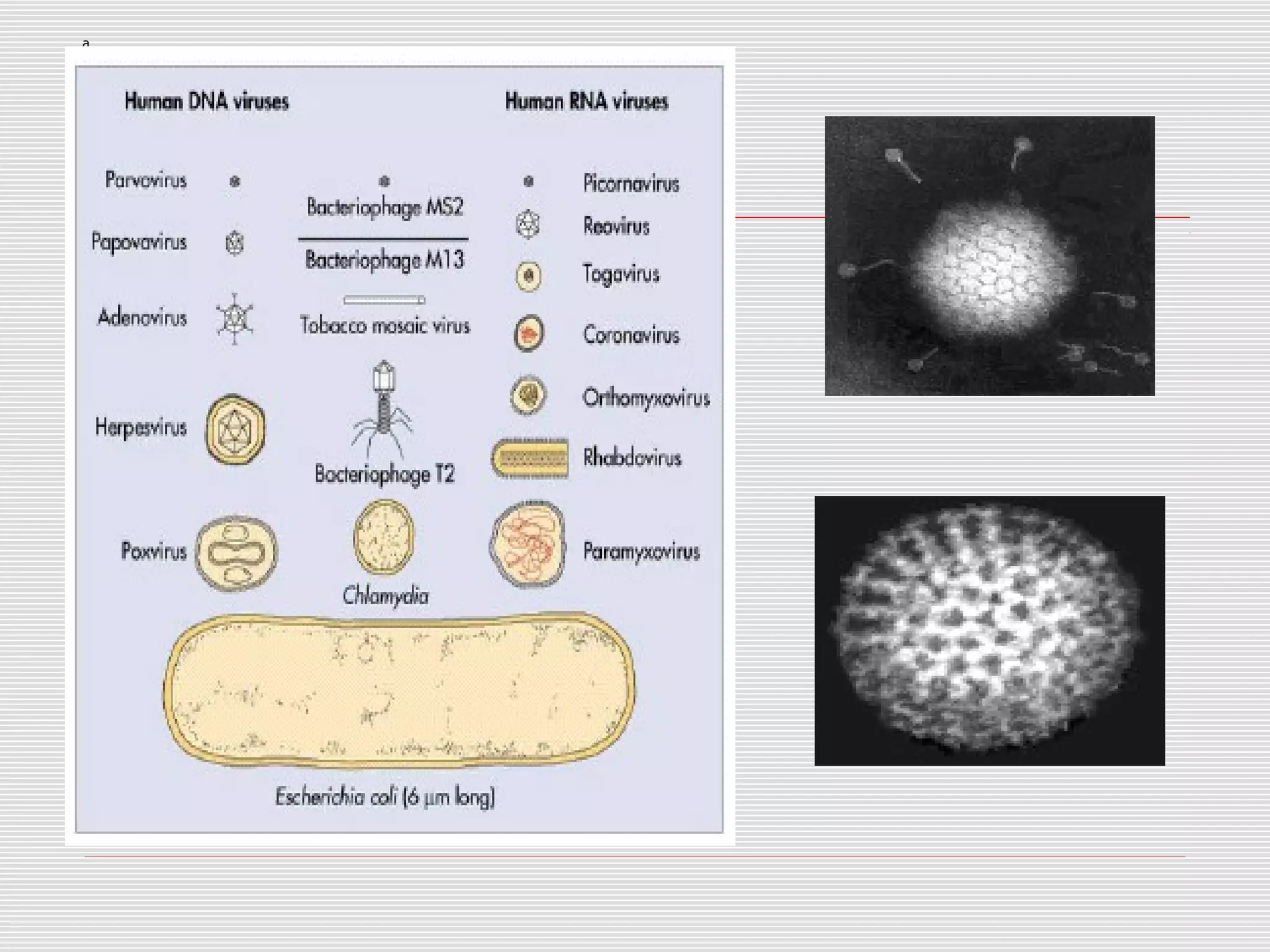 Classification of microorganisms lecture 2 | PPT | Biological Sciences ...