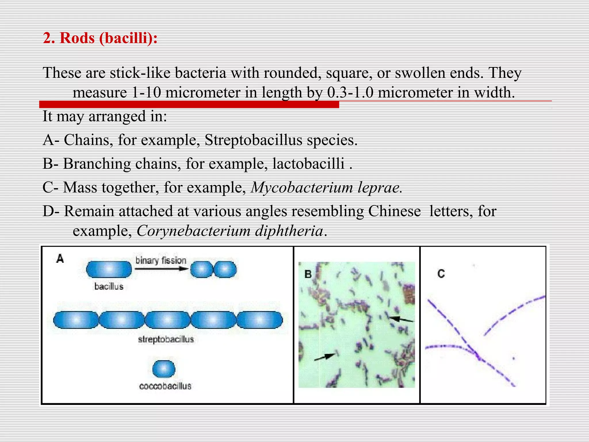 Classification of microorganisms lecture 2 | PPT | Biological Sciences ...