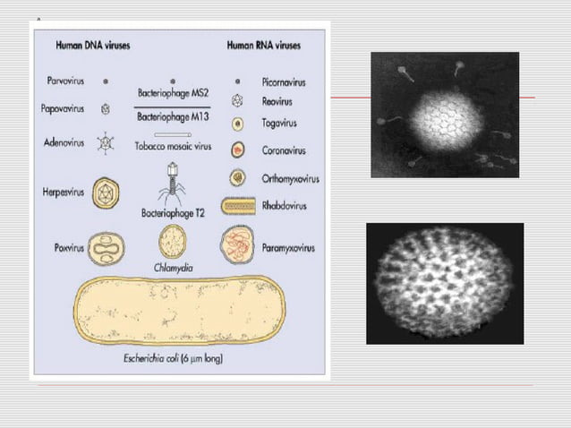 Classification of microorganisms lecture 2 | PPT | Biological Sciences ...