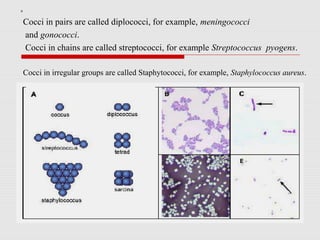 Classification of microorganisms lecture 2 | PPT