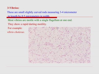 Classification of microorganisms lecture 2 | PPT