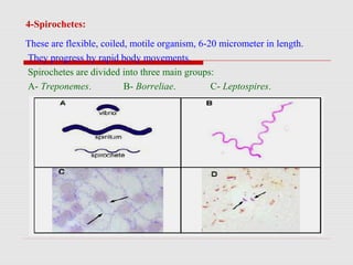 Classification of microorganisms lecture 2 | PPT