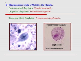 Classification of microorganisms lecture 2 | PPT