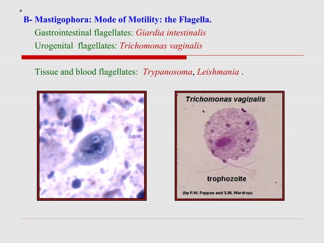 Classification of microorganisms lecture 2 | PPT | Biological Sciences ...