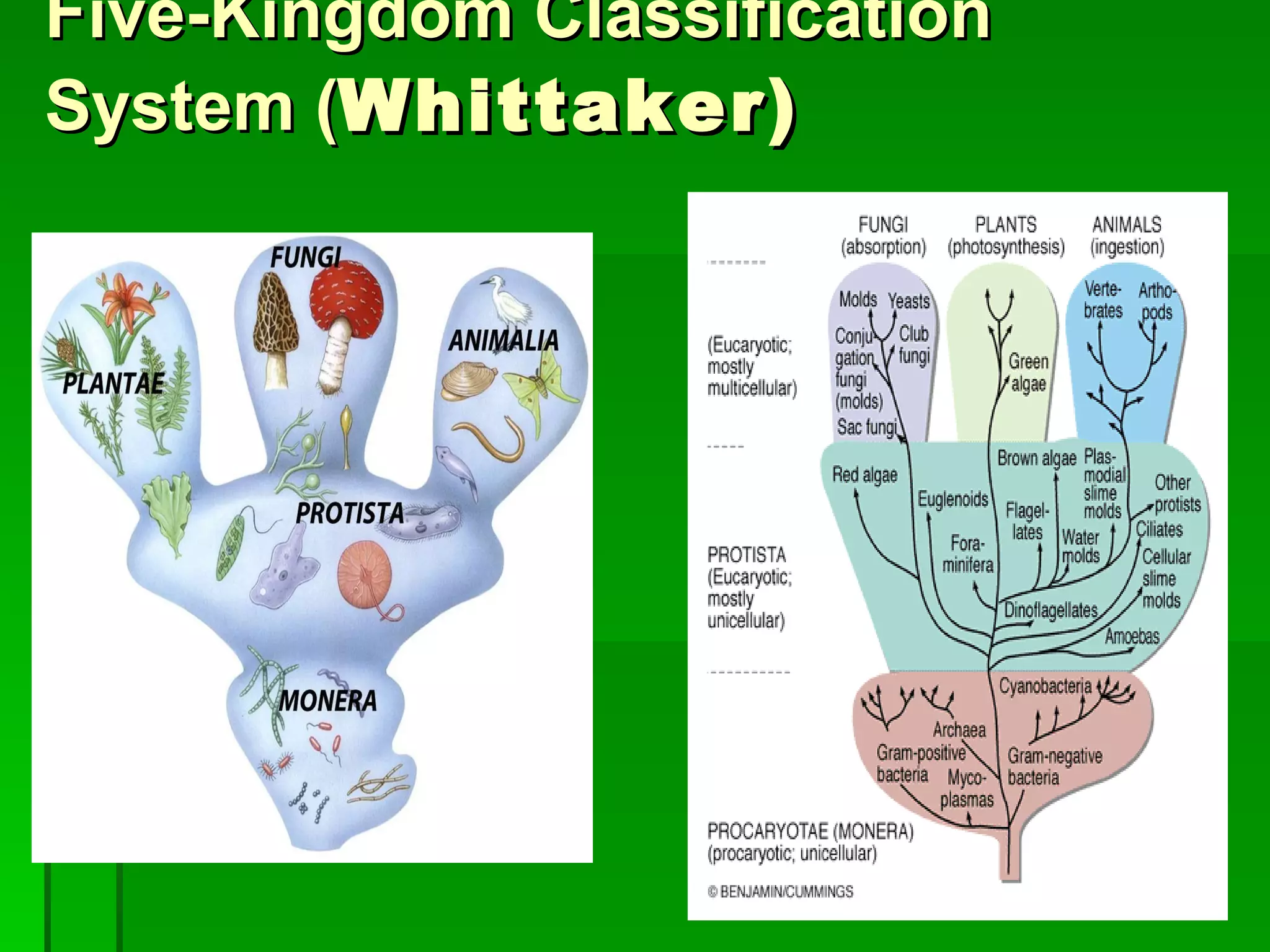 Classification of microorganisms lecture note by rm patel | PPT