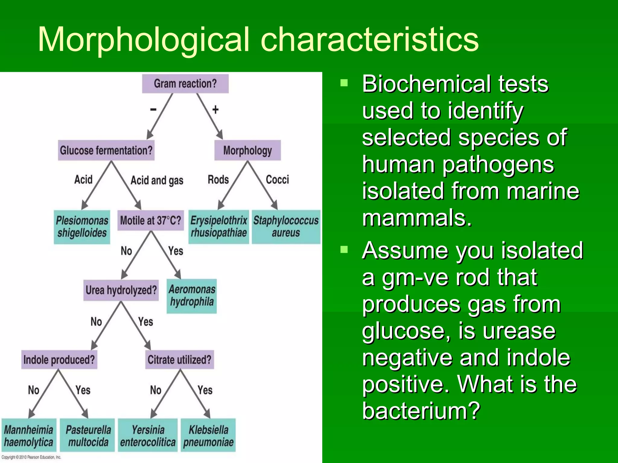 Classification of microorganisms lecture note by rm patel | PPT