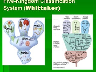Classification of microorganisms lecture note by rm patel | PPT