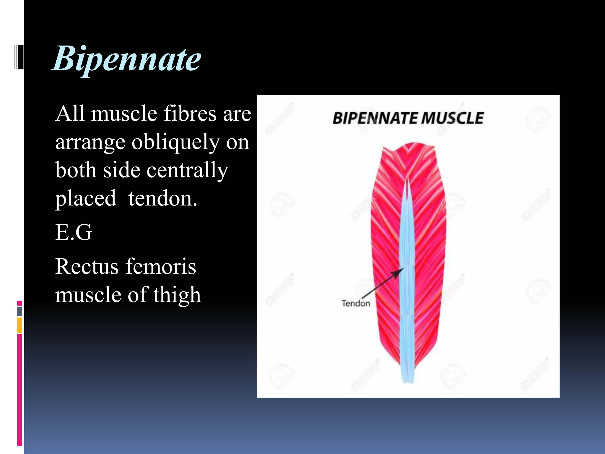 Classification of muscle | PPTX