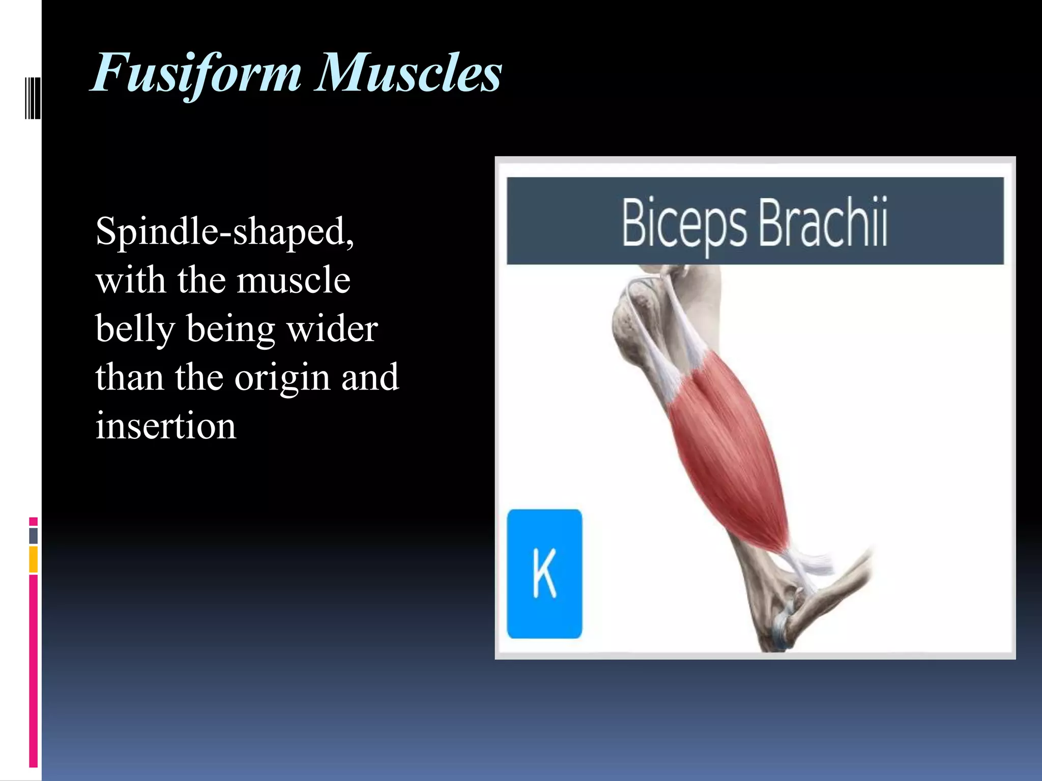 Classification of muscle | PPTX