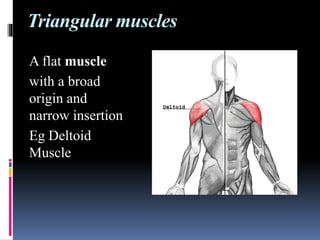 Classification of muscle | PPTX