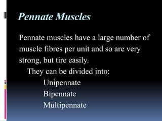 Classification of muscle | PPTX