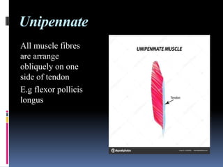 Classification of muscle | PPTX