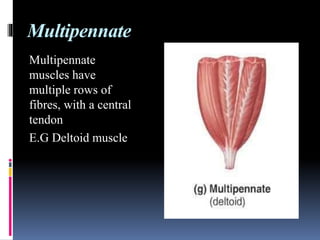 Classification of muscle | PPTX