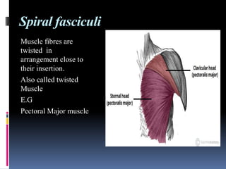 Classification of muscle | PPTX | Death, Injury, or Military Conflict ...