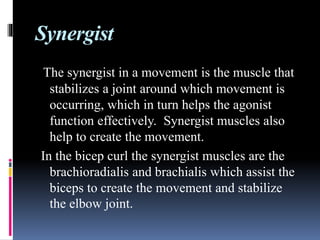 Classification of muscle | PPTX