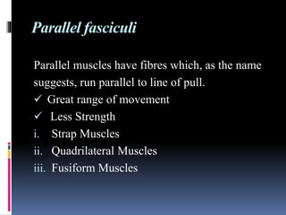 Classification of muscle | PPTX