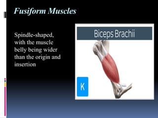 Classification of muscle | PPTX