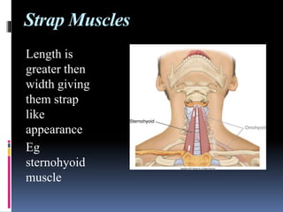 Classification of muscle | PPTX