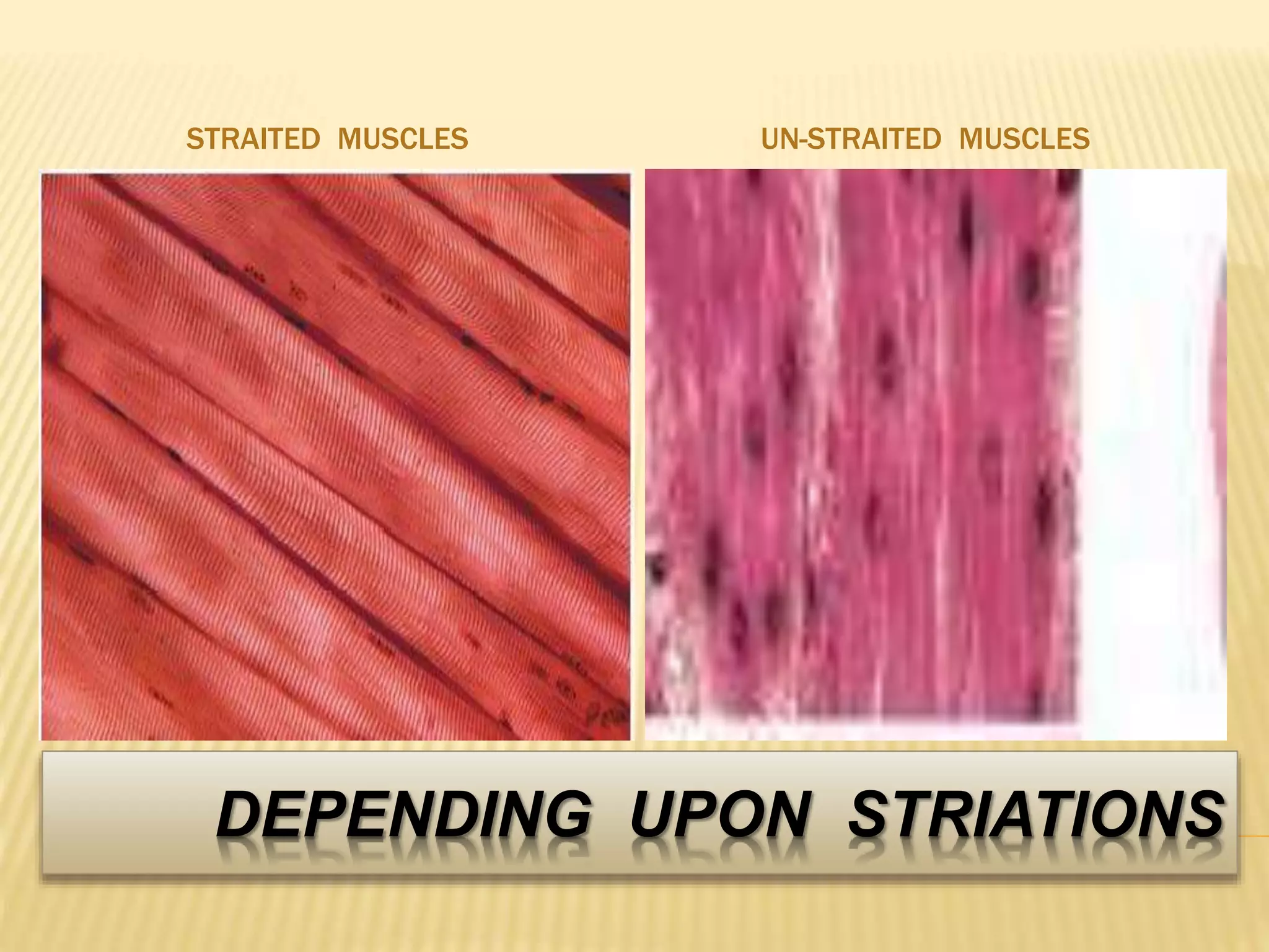 Classification of Muscles.pptx