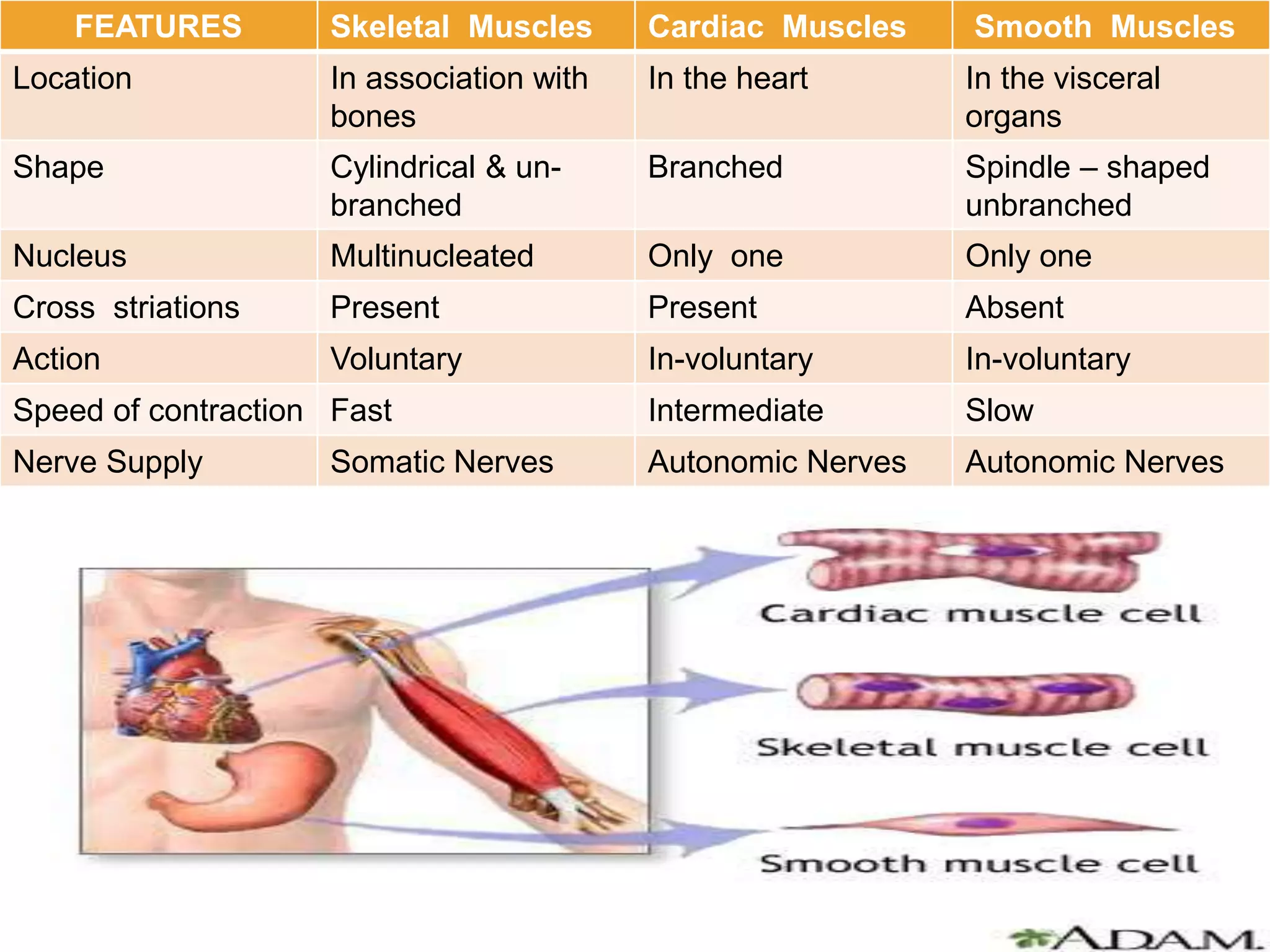 Classification of Muscles.pptx