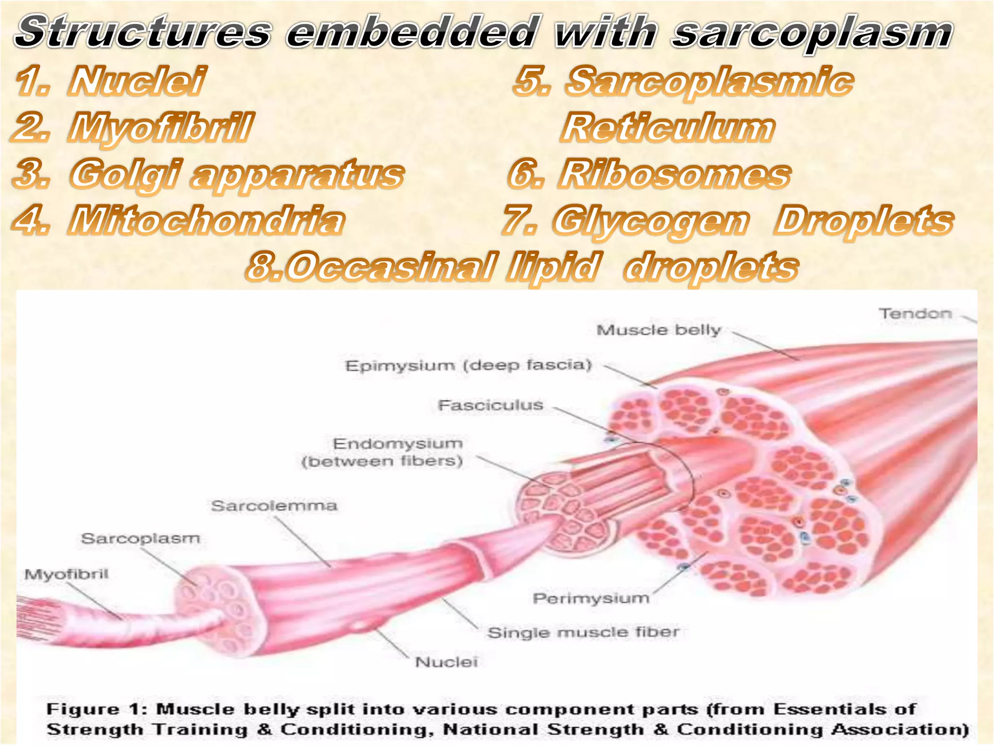 Classification of Muscles.pptx