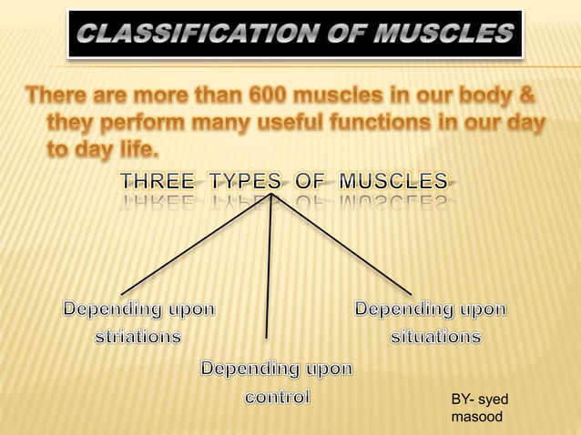 Classification of Muscles.pptx