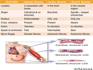 Classification of Muscles.pptx