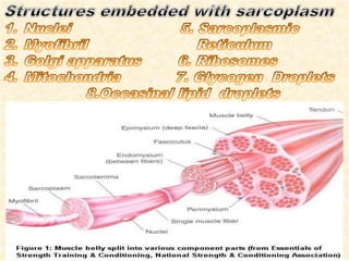 Classification of Muscles.pptx