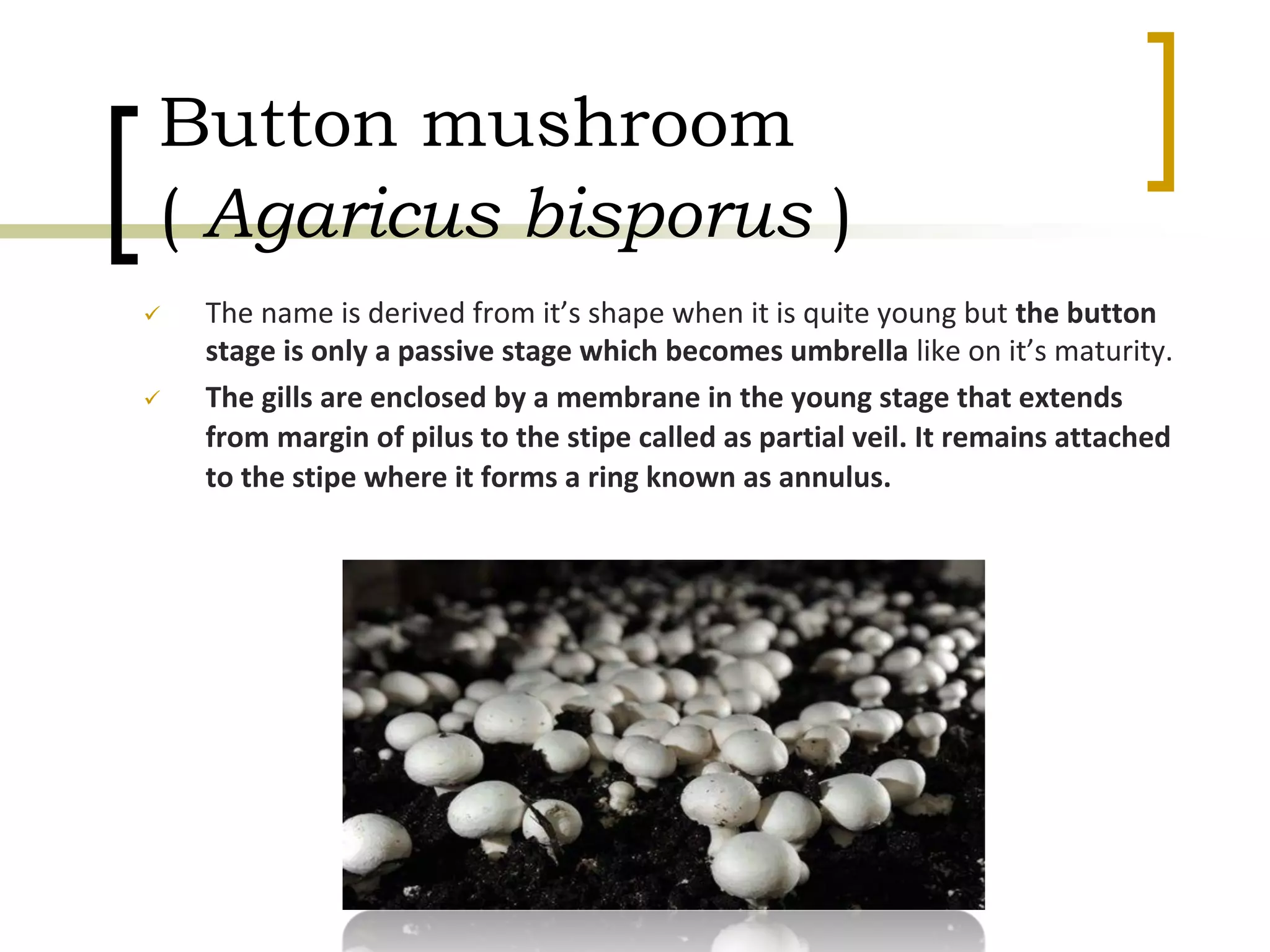 Classification of mushrooms | PDF