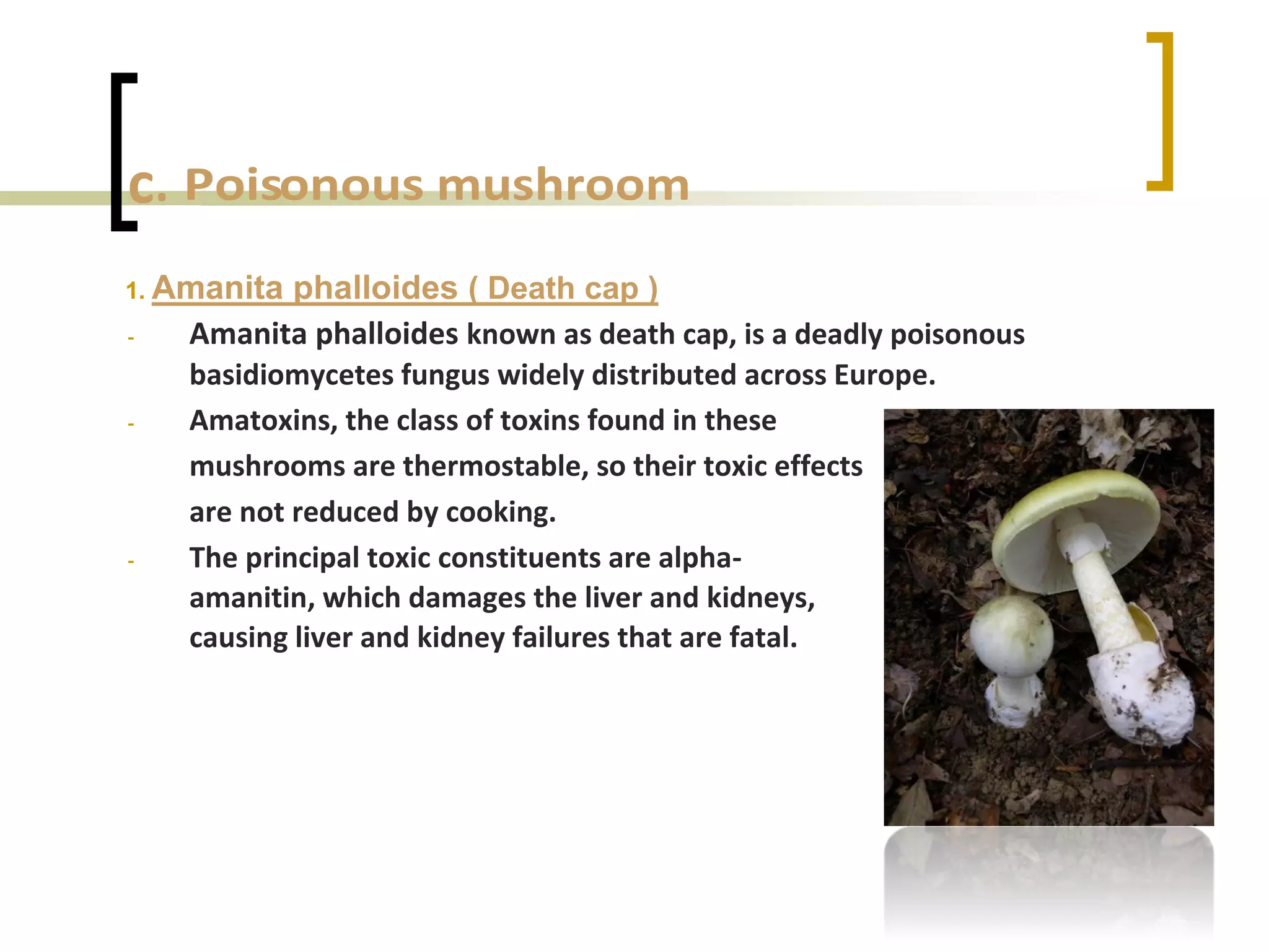 Classification of mushrooms | PDF
