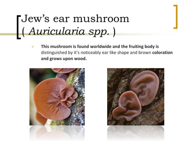 Classification of mushrooms | PDF | Biological Sciences | Science