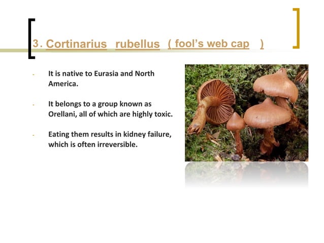 Classification of mushrooms | PDF | Biological Sciences | Science