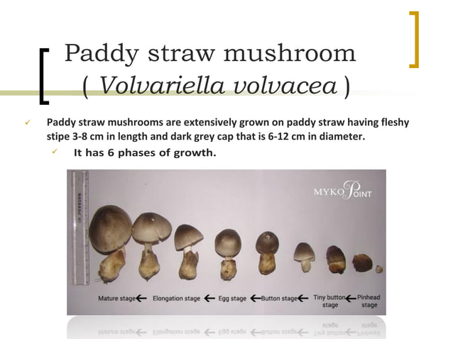 Classification of mushrooms