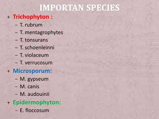Classification of Mycoses by Dr. Rakesh Prasad Sah | PPTX