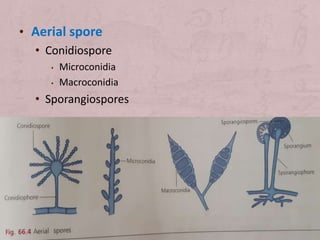 Classification of Mycoses by Dr. Rakesh Prasad Sah | PPTX